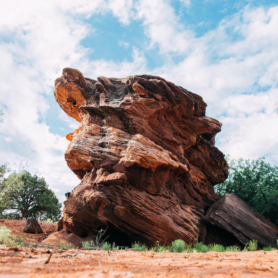 This dog is the real-life "Where's Waldo"