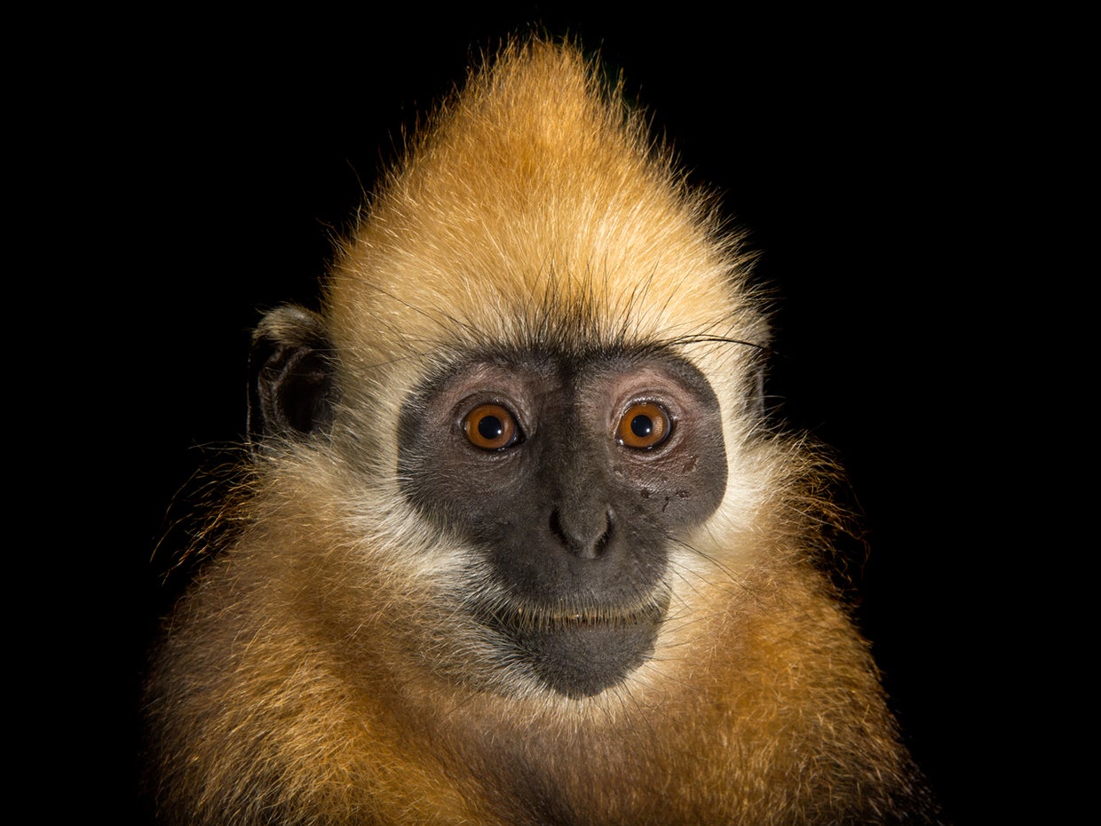 Joel Sartore's Photo Ark