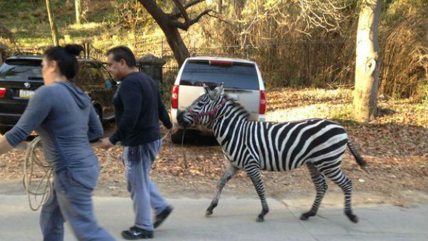 Zebras escape circus, lead wild chase through Philadelphia - CBS News
