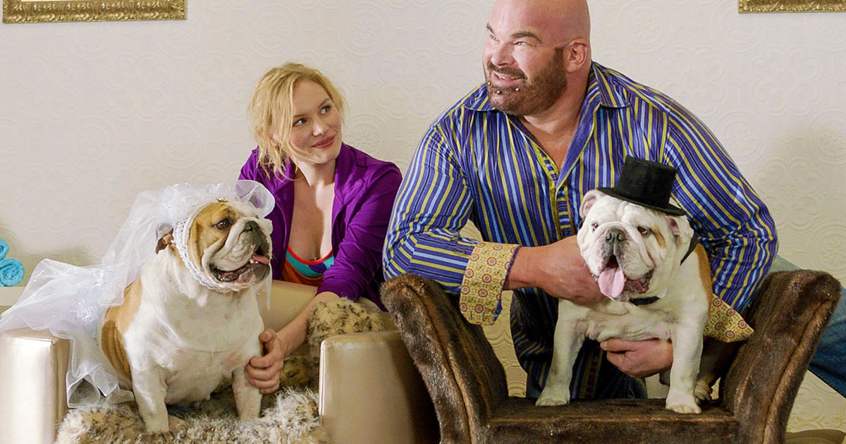 Bulldogs in love: Hundreds of dogs in new movie that tells the tale of ...