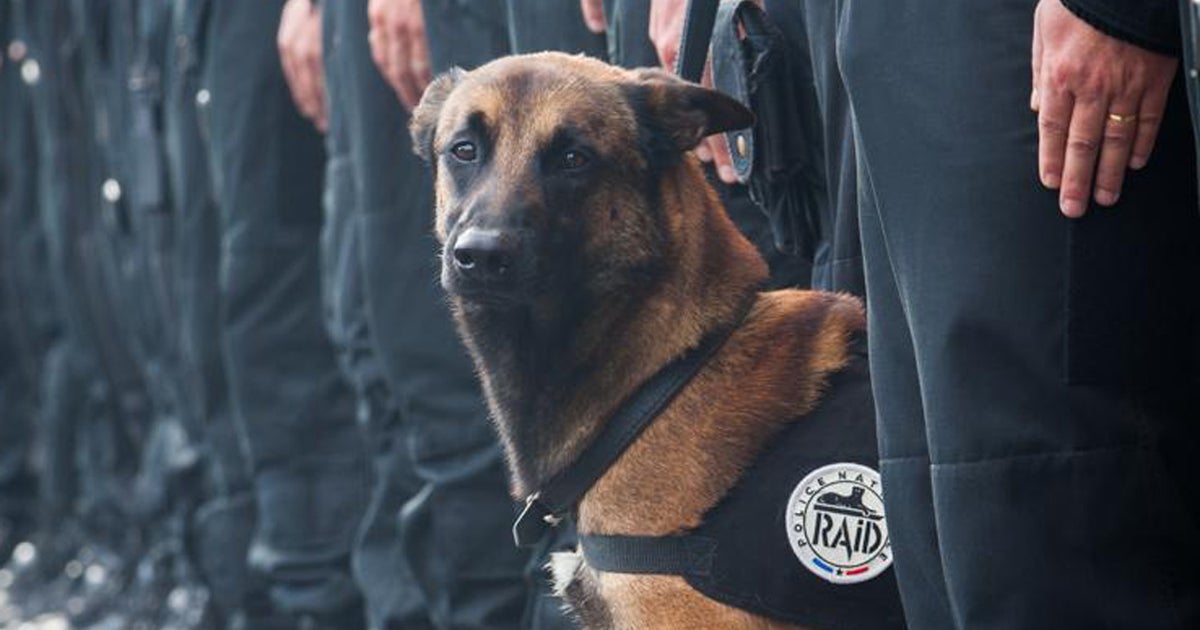 Police dog "killed by terrorists" in Paris raid - CBS News