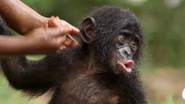 The playful world of baby bonobos - CBS News