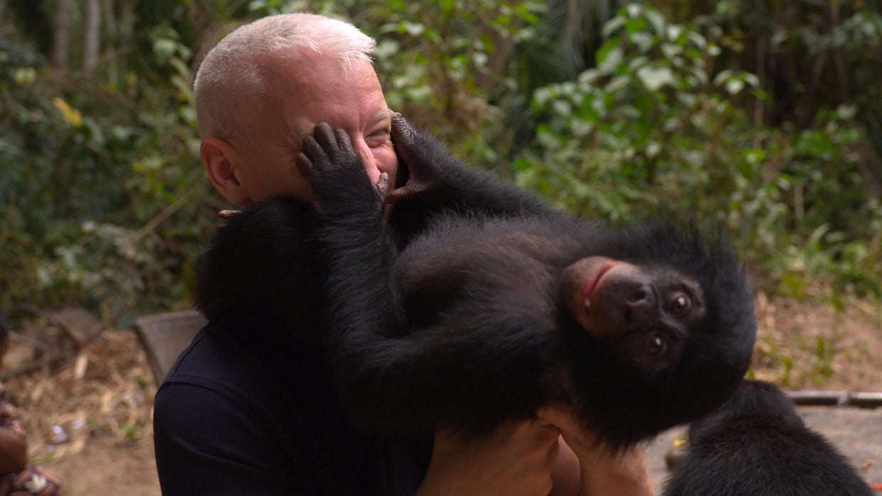 The playful world of baby bonobos - CBS News