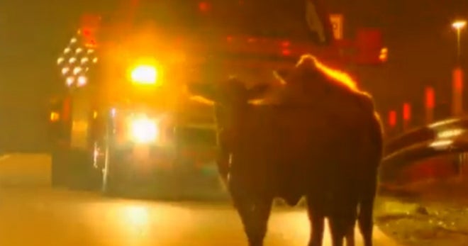 Cows on the loose on Miss. interstate - CBS News