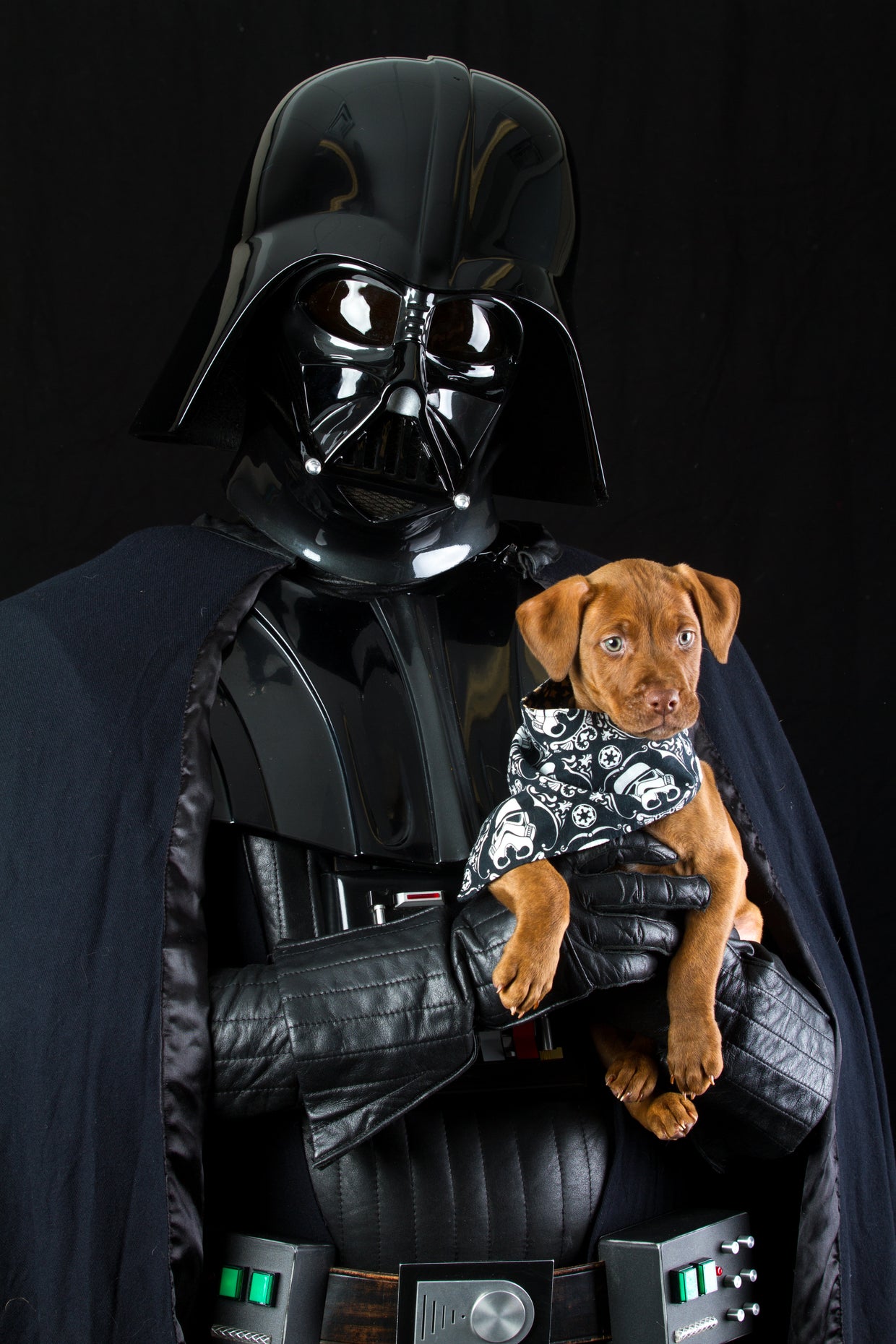 Shelter pets hopping on the Star Wars bandwagon