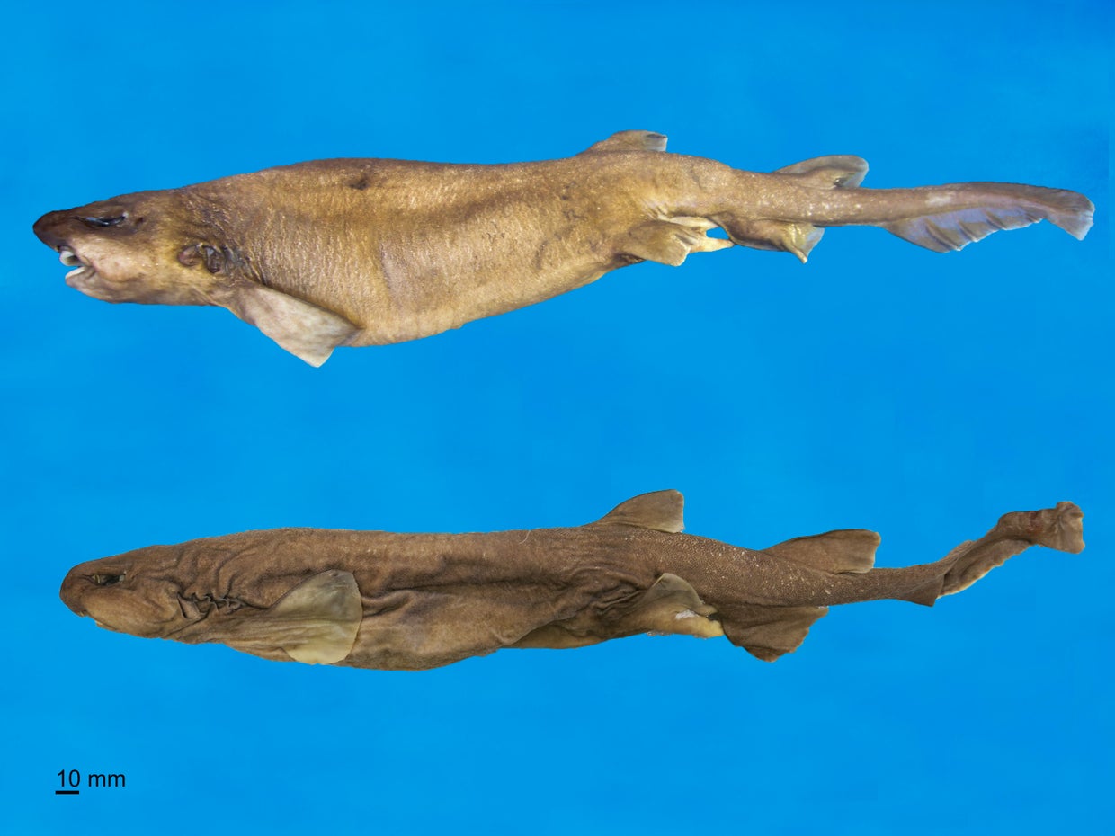 New species discovered in 2015