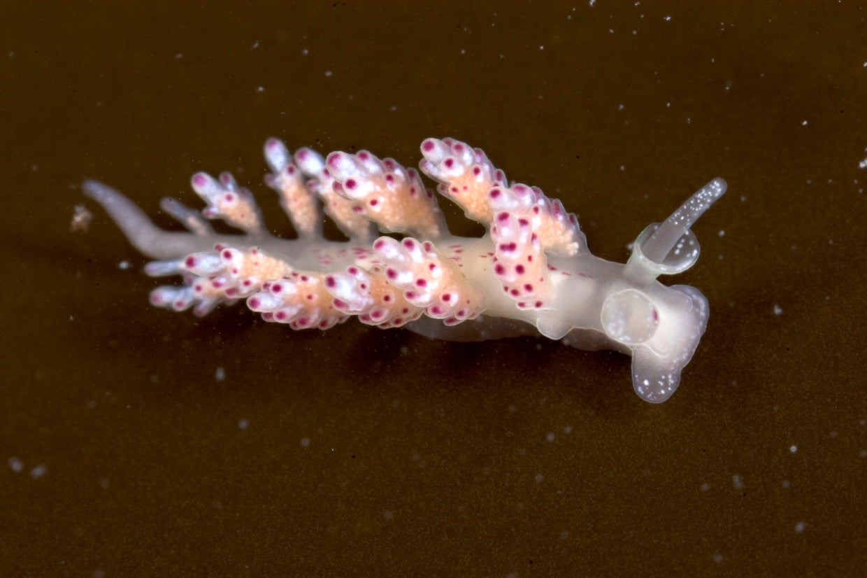 New species discovered in 2015