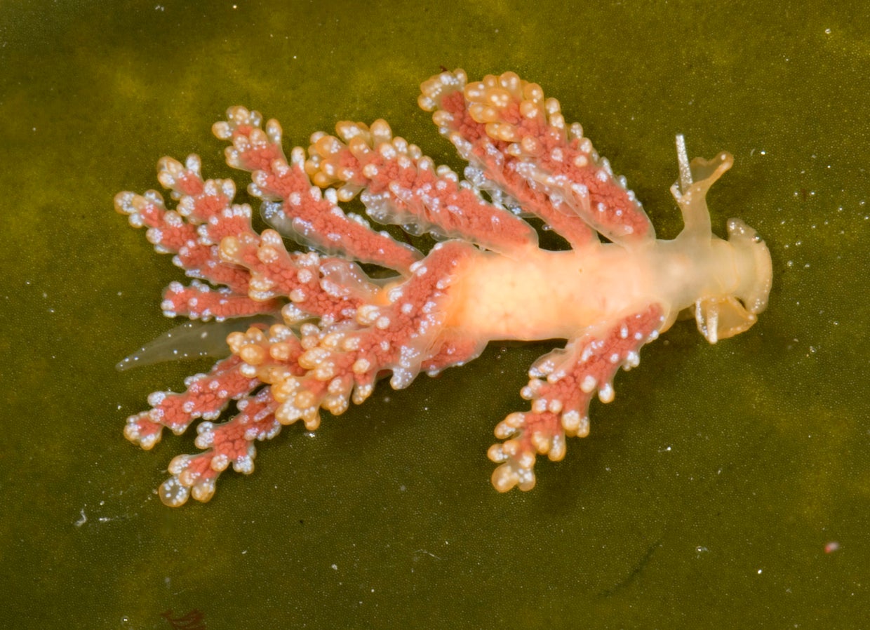 New species discovered in 2015