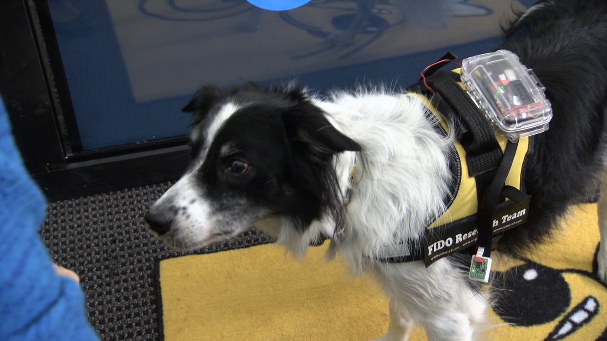 The FIDO Project: Training dogs to be lifesavers - CBS News