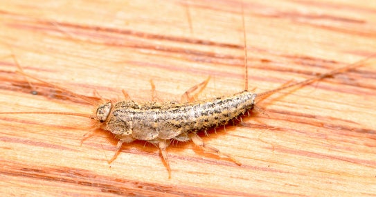 Hundreds of tiny bugs are probably living in your home - CBS News