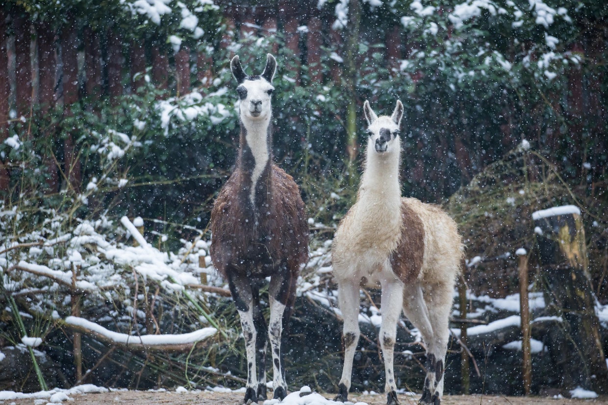 Animals in the snow