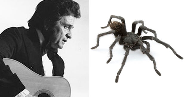 Dark, brooding tarantula species named for Johnny Cash - CBS News