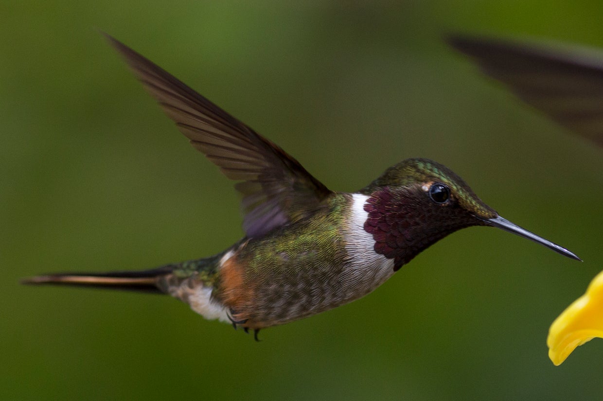 Hummingbirds of Costa Rica