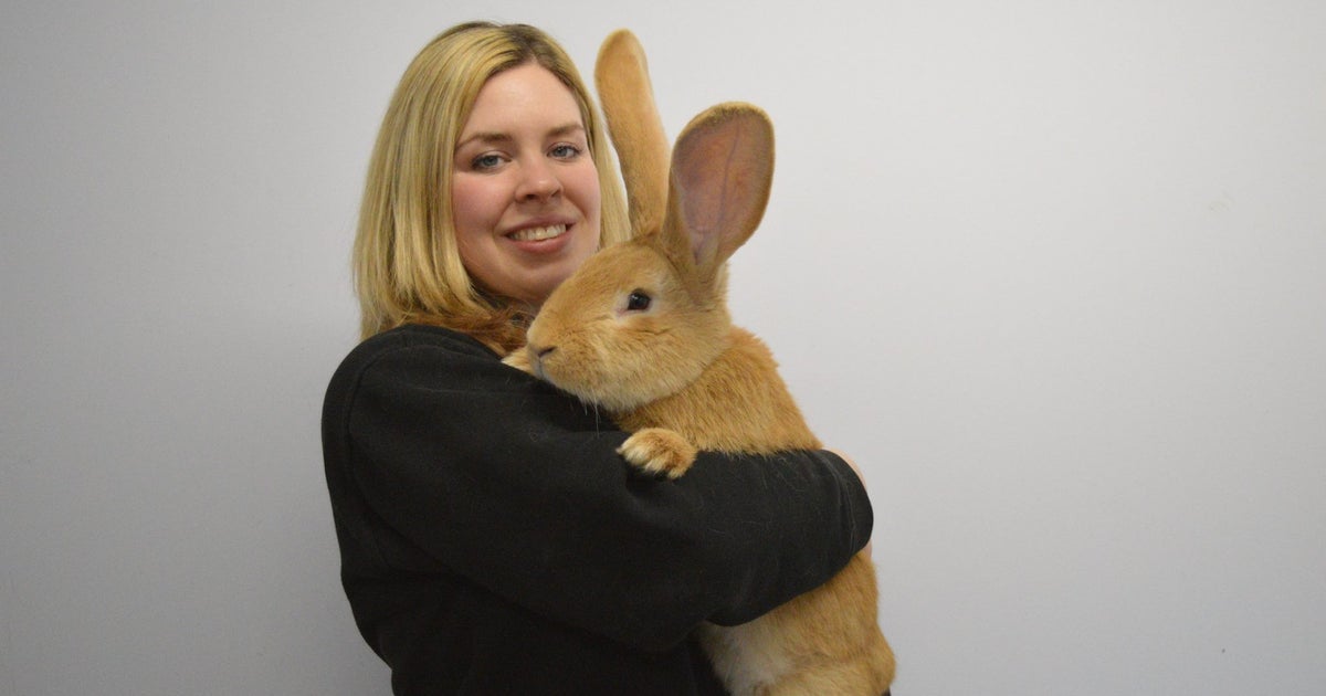 Giant rabbit from Scotland in need of a new home - CBS News