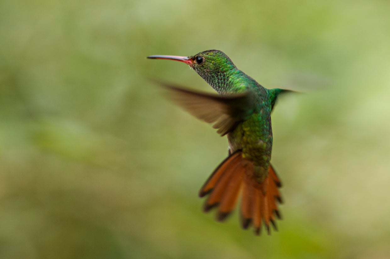 Hummingbirds of Costa Rica