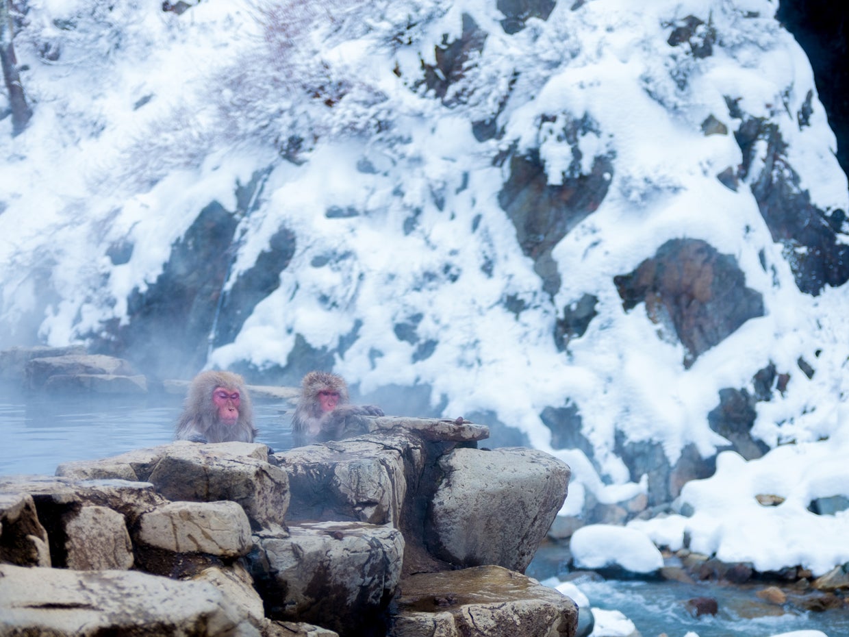 Snow monkeys of Japan