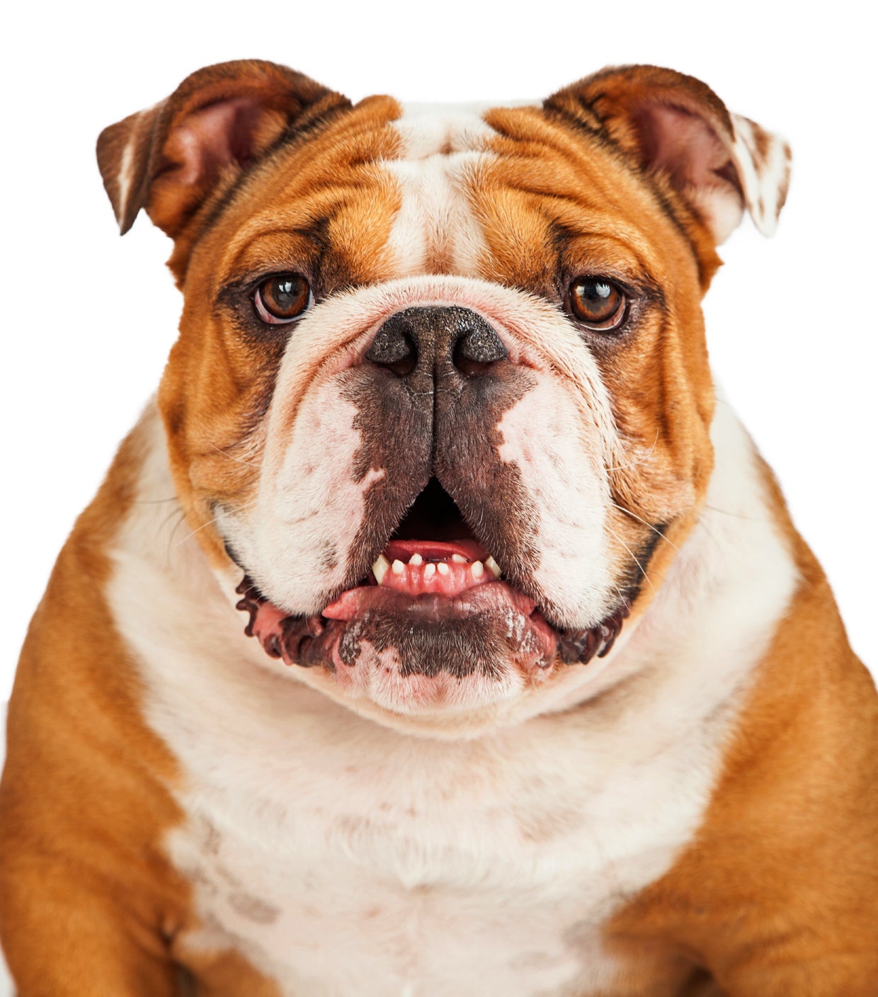 Most popular dog breeds in the U.S.