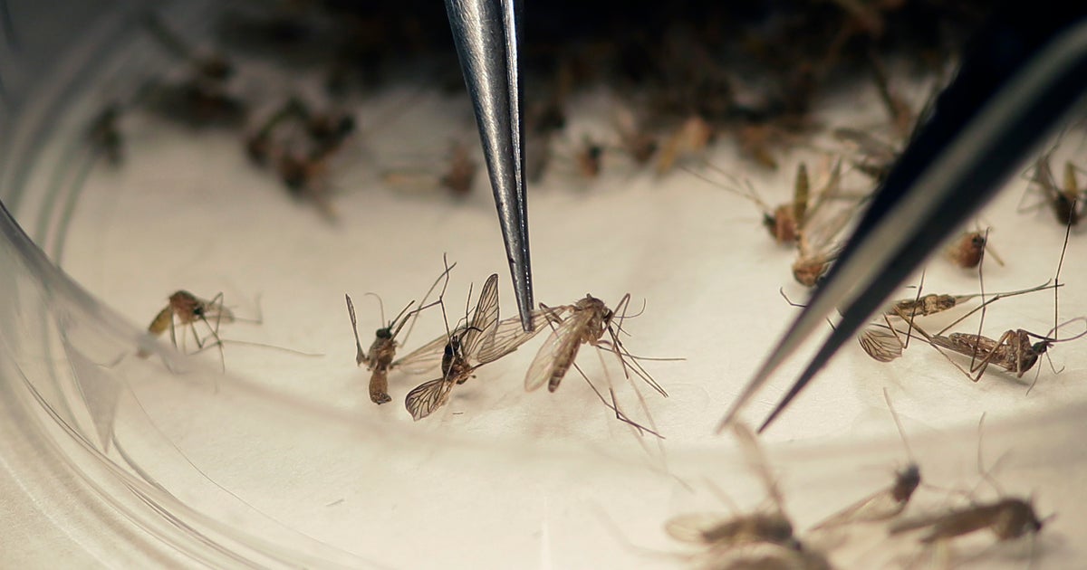 Who Issues Stricter Sex Guidelines For Zika Virus Cbs News