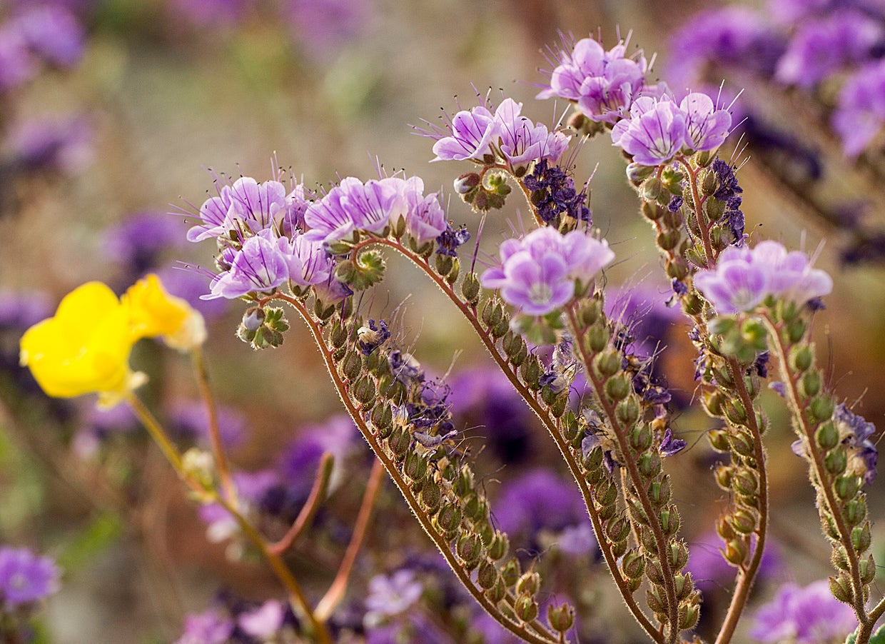 Death Valley's rare carpet of gold