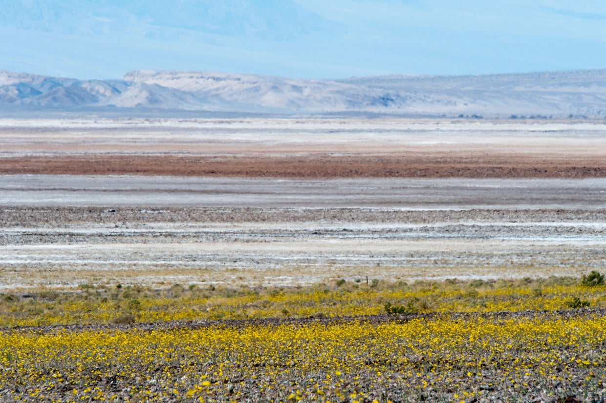 Death Valley's rare carpet of gold