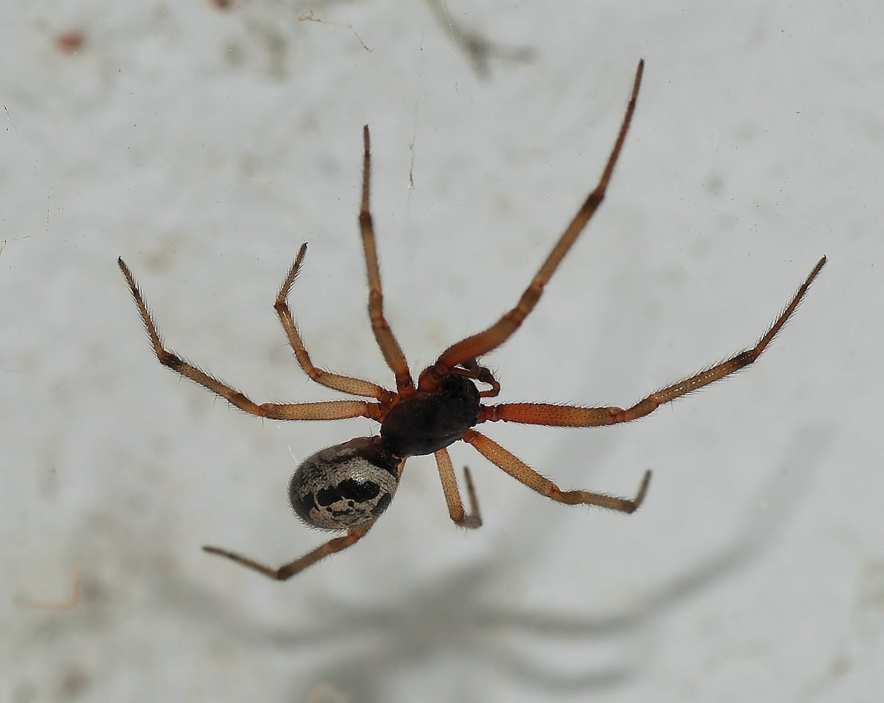 The world's most dangerous spiders (WARNING GRAPHIC IMAGES)