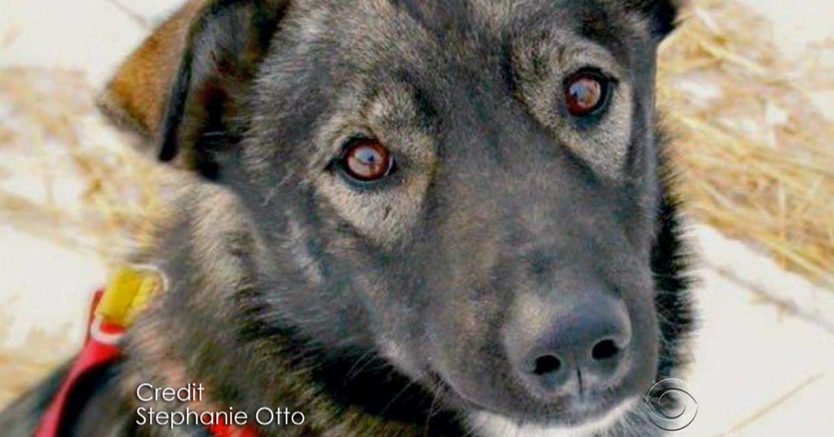 Iditarod musher Aliy Zirkle describes alleged attack by Arnold Demoski ...