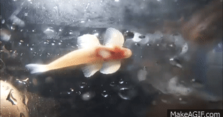 Blind fish that crawls on land holds clues to evolution - CBS News