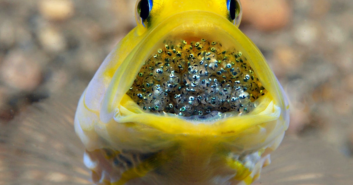 Smithsonian photo contest's best images