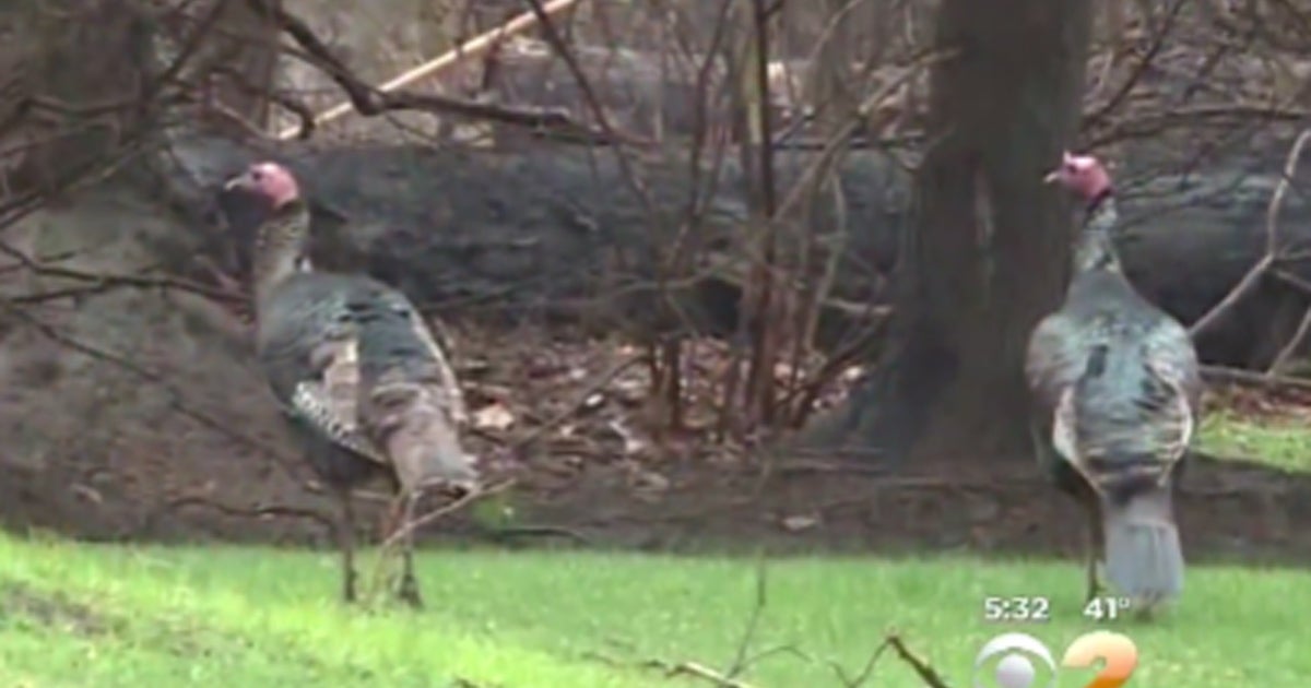 Wild turkeys terrorizing New Jersey residents - CBS News