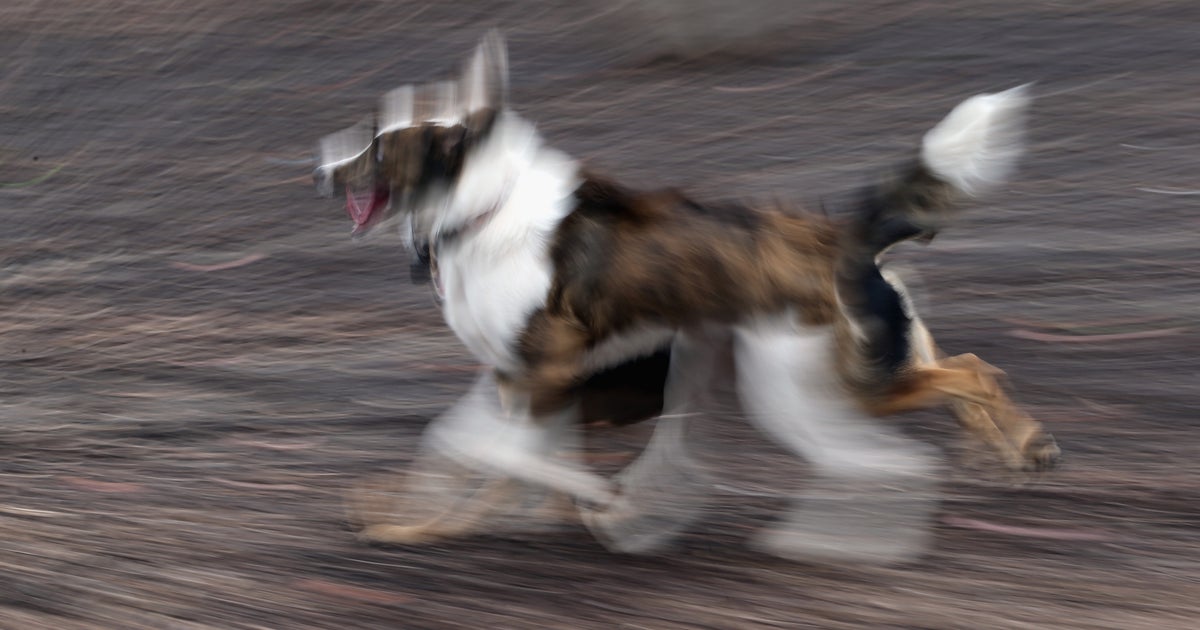 Dog survives 300-foot fall off cliff in Utah - CBS News