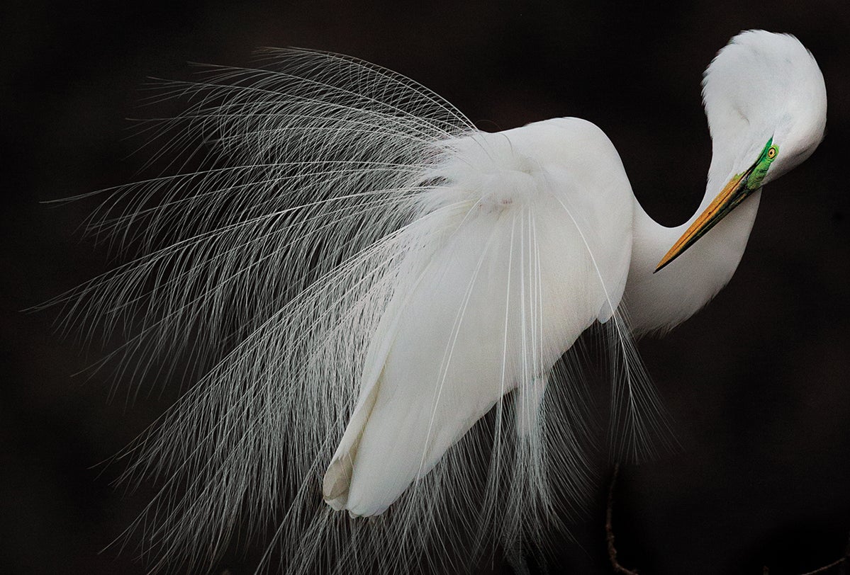 National Audubon Society announces its 2016 photography awards winners ...