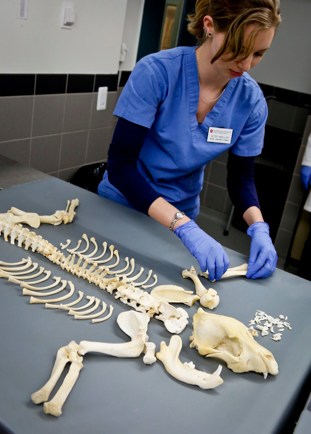 CSI vets battle pet abuse
