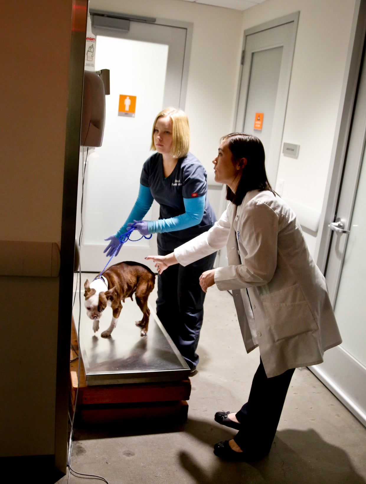 CSI vets battle pet abuse