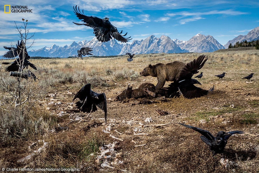 National Geographic explores Yellowstone