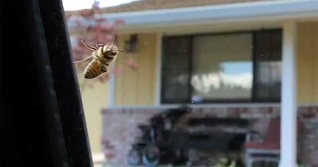 Swarm of aggressive bees attack California town - CBS News
