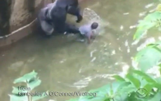 Outrage after gorilla Harambe killed when child falls into exhibit at ...
