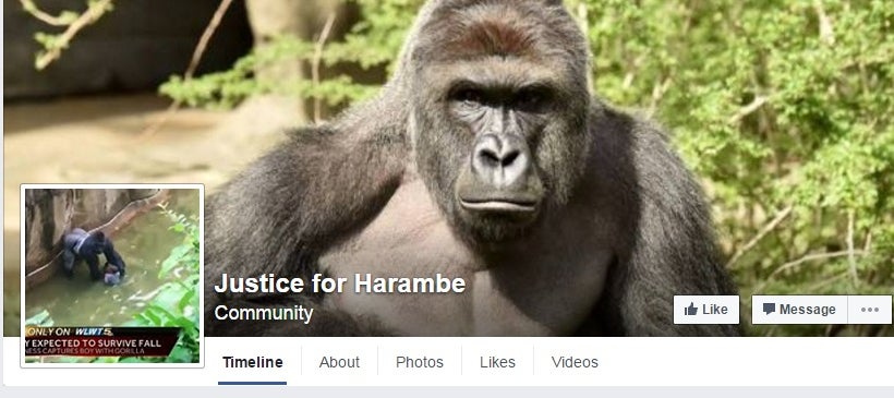 Outrage after gorilla Harambe killed when child falls into exhibit at ...