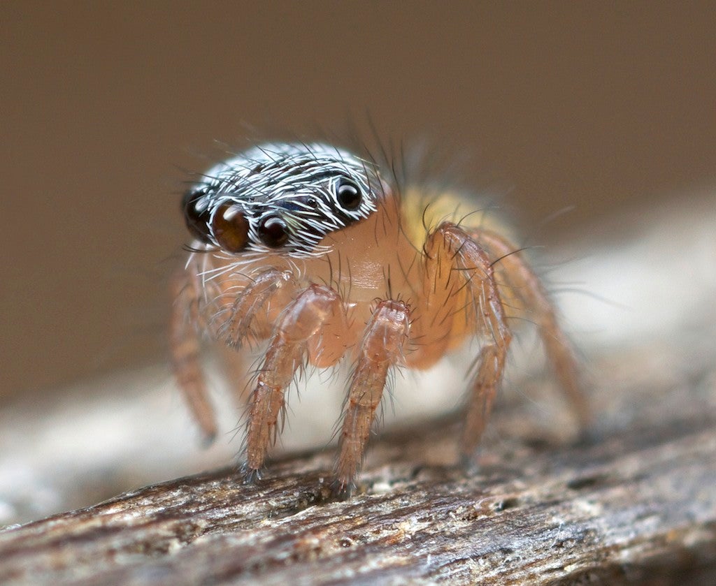 These jumping spiders from the land down under really know how to ...