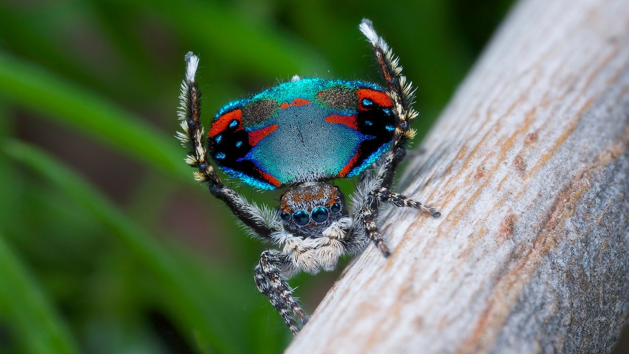 These jumping spiders from the land down under really know how to ...