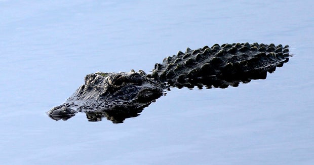 Friend said she warned woman killed by alligator, recounts frantic ...