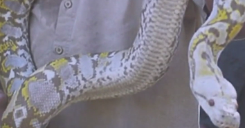 10-foot python on the loose in California neighborhood - CBS News