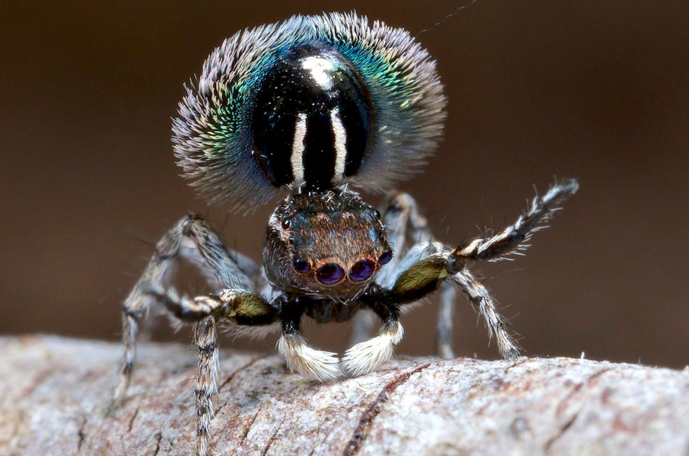 These jumping spiders from the land down under really know how to ...