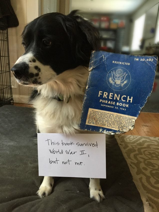 Hilarious dog shaming