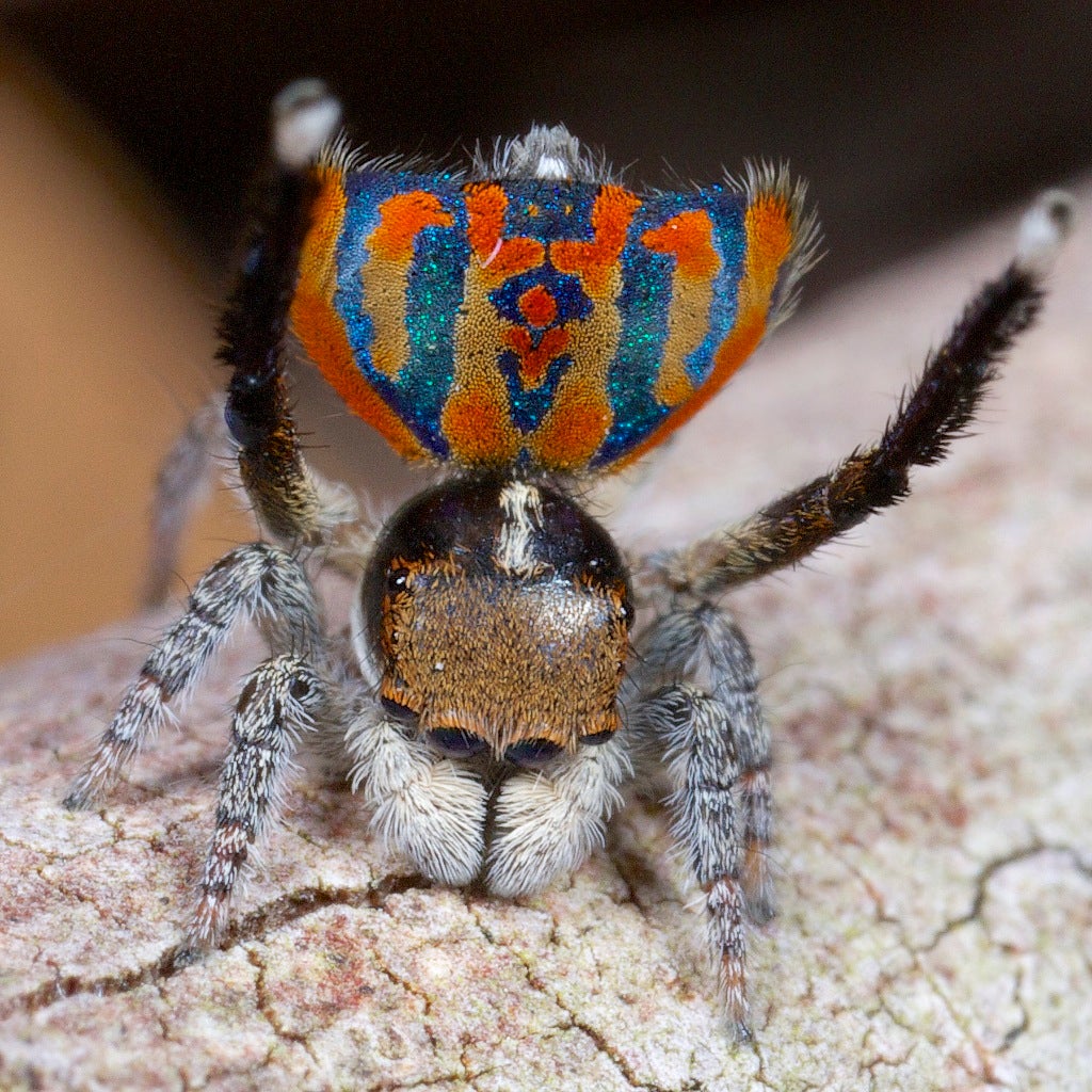 These jumping spiders from the land down under really know how to ...