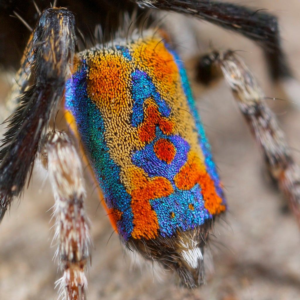These jumping spiders from the land down under really know how to ...