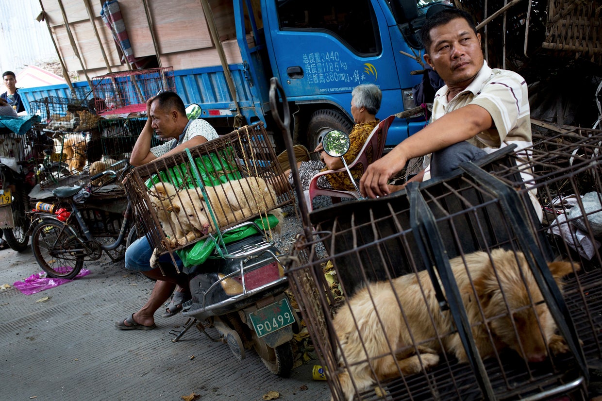 Chinese dog meat eating festival goes on despite international criticism