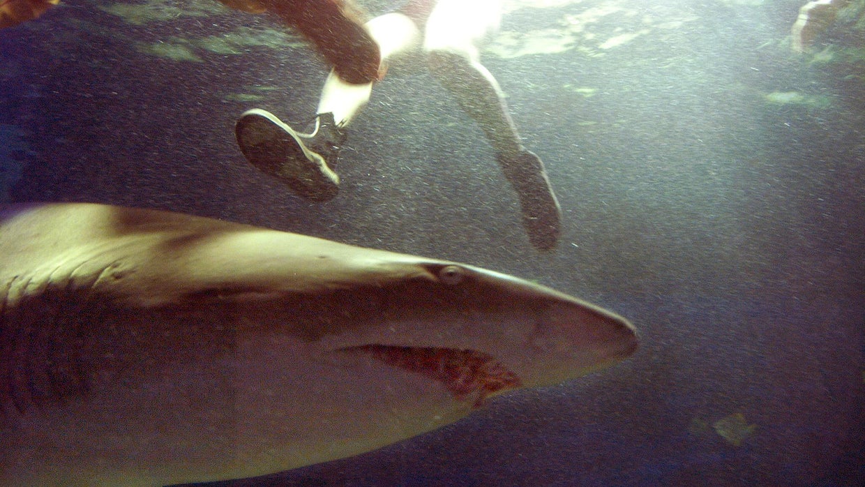 Cape Cod beaches close after shark spits seal onto shore - CBS News