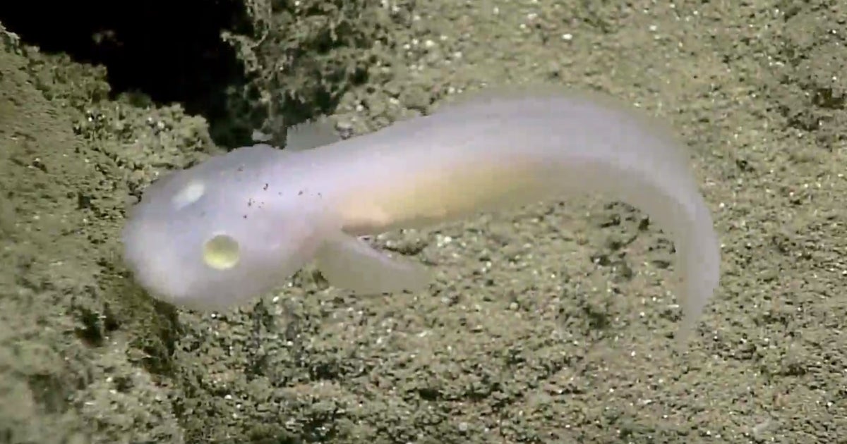 "Ghost fish" seen alive for the first time - CBS News
