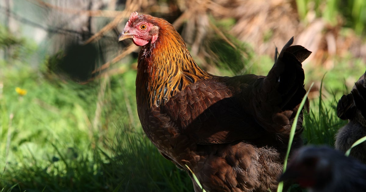 Hundreds sickened by Salmonella from pet chickens and ducks - CBS News