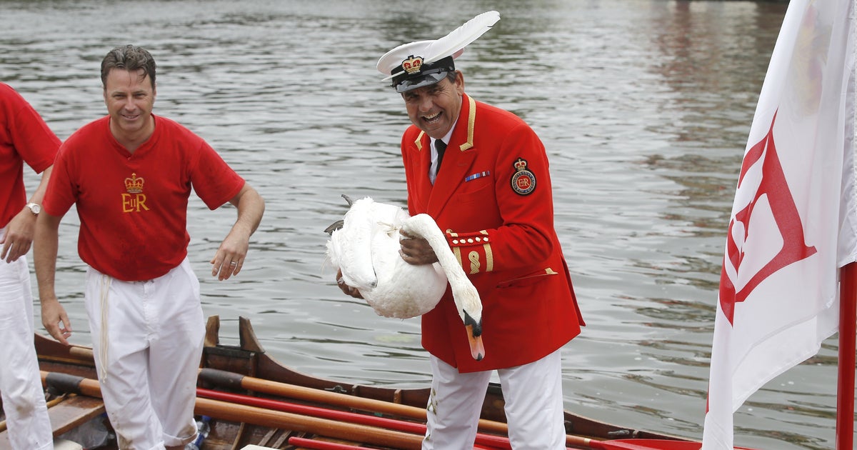 Counting swans
